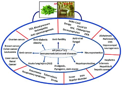 Possible Role Of Andrographis Paniculate Ap In Medicine And Human Download Scientific Diagram