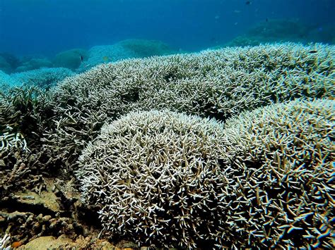 Fighting For The Future Of Coral Reefs