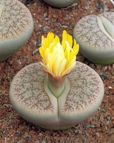 Its A Succulent And No I Am Not Going To Mark It Mature Mods Ya Pervs Album On Imgur