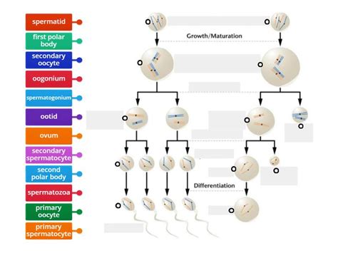 Spermatogenesis And Oogenesis Labelled Diagram
