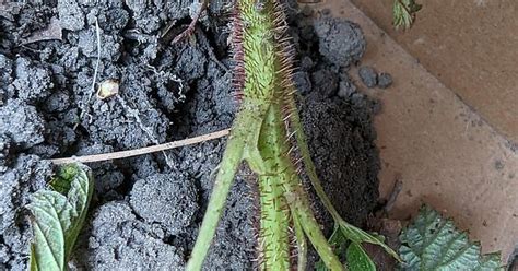 Raspberry Stems Album On Imgur