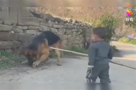 德牧：就不理你，拿棍子打我也不理你 棍子