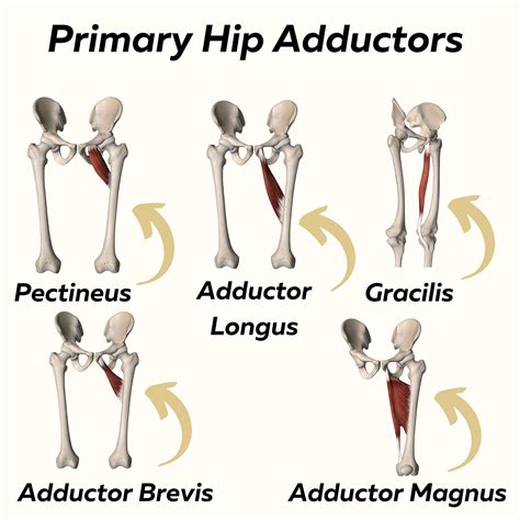 Hip Abduction Muscles