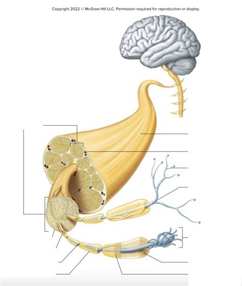 Structure Of A Peripheral Mixed Nerve Diagram Quizlet