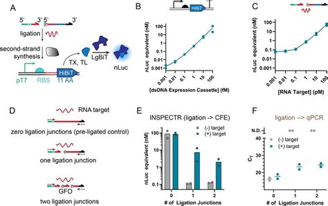 Inspectr Process Workflow Single Stranded Dna Probes Designed To Have