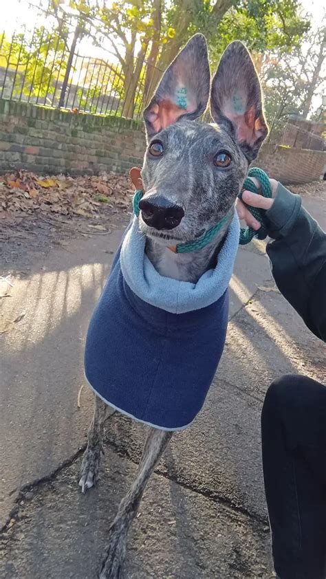 Squirrel Detection System Operating At Full Strength This Morning