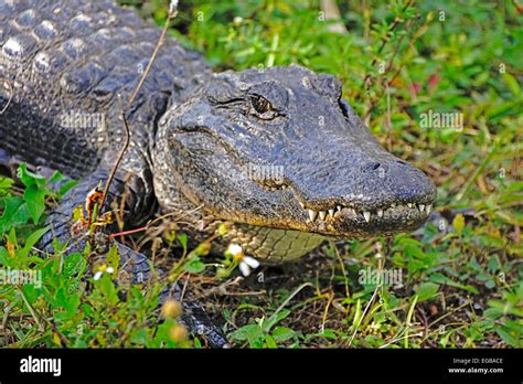 American Alligator Alligator Mississippiensis Everglades National