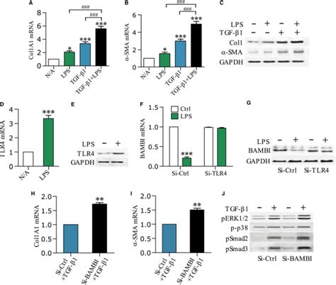 Lipopolysaccharide Enhances Tgf‐β1 Signalling Pathway And Rat Pancreatic Fibrosis Pmc