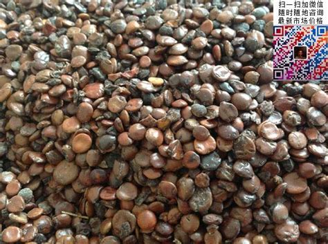 赤霉素处理酸枣仁种子可以提高发芽率吗 长景园林网