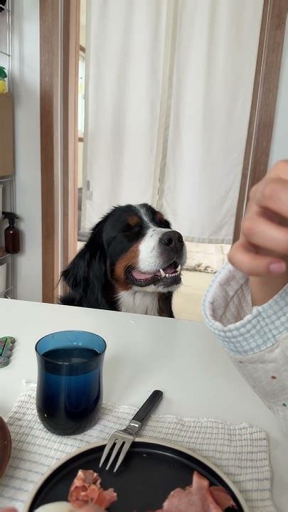 평화로운 아침과 궁금한 강아지 Youtube