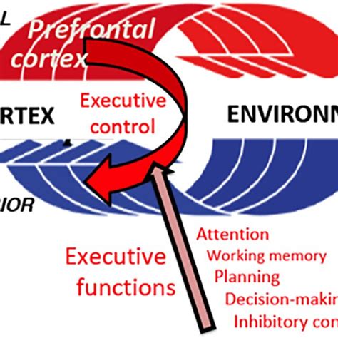 Perception Action Cycle In A Sequence Of Goal Directed Actions Each Download Scientific