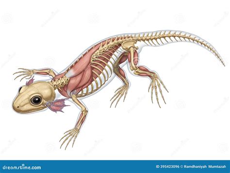Bearded Dragon Skeleton Anatomy Diagram