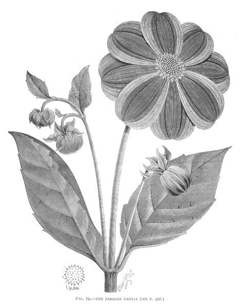 Dahlia Variabilis Asteraceae