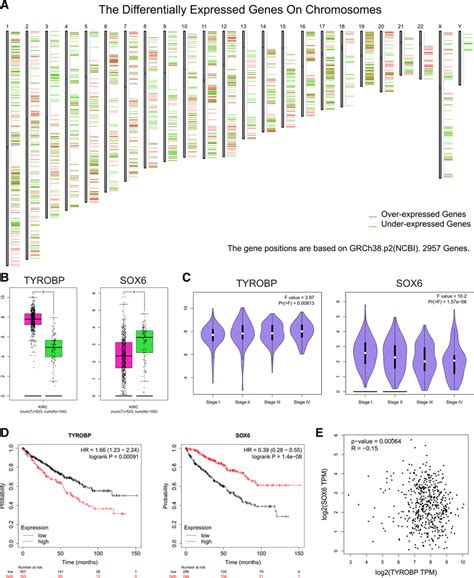 Negative Correlation Between Tyrobp And Sox6 And Their Role In The Download Scientific Diagram