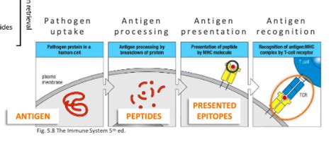 Kaarten Immunology T Cell Receptor Quizlet