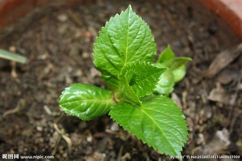 A Scheme For Simulating Sustainable Leaf Area Index Based On Mass