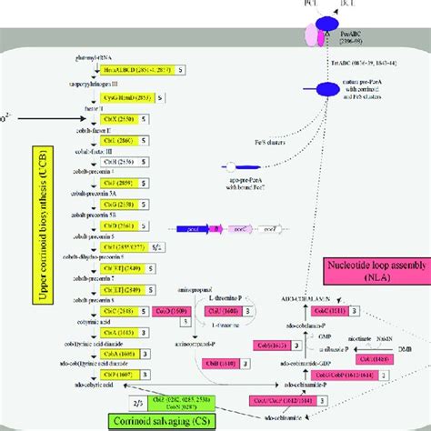 Predicted Corrinoid Biosynthesis Pathway Of D Restrictus Based On The