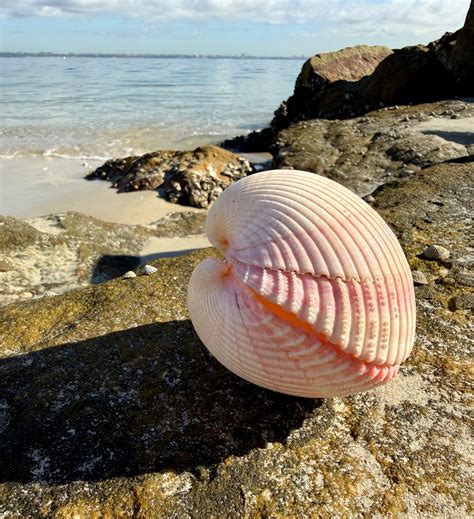 Giant Cockle Shell Shell Essences