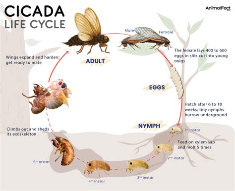 Cicada Nymph Life Cycle