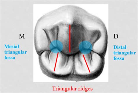 Triangular Fossa Teeth