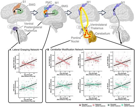 Frontiers Microstructural Neural Correlates Of Maximal Grip Strength