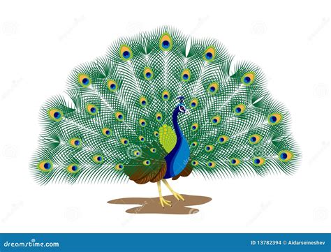 Peacock Stock Vector Illustration Of Beauty Bird Peacock 13782394