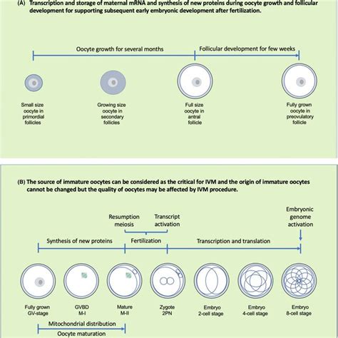Human Oocyte Growth And Maturation A Human Oocyte Growth Needs For