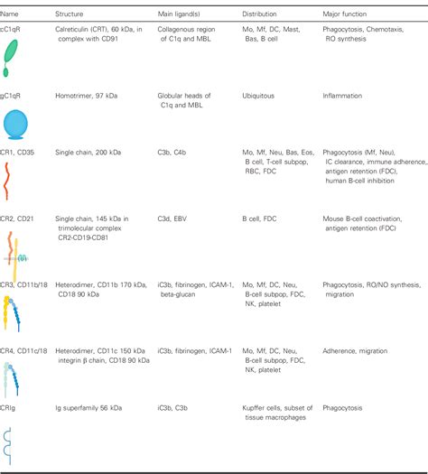 Figure 1 From Utilization Of Complement Receptors In Immune Cell