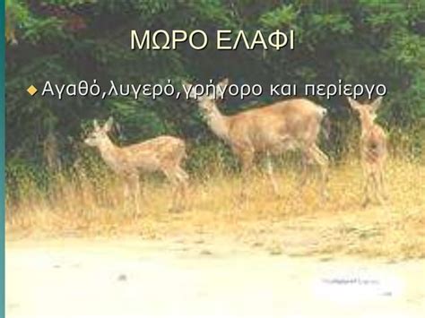 ζωα της ζουγκλας Ppt