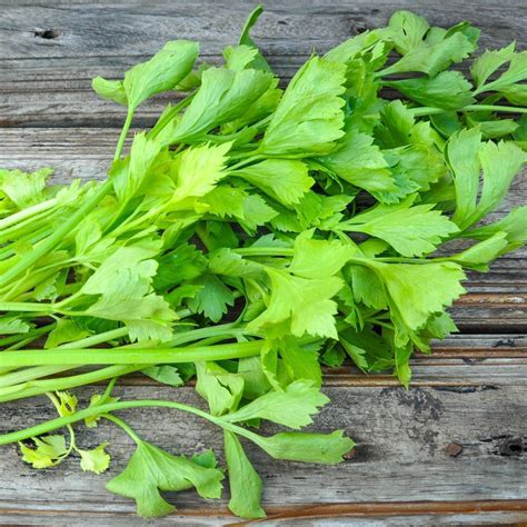Leaf Celery Amsterdam Seeds Theseedcollection