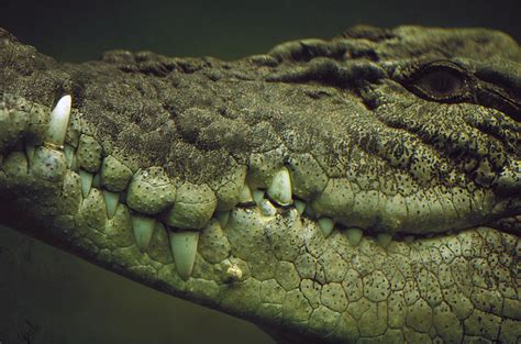 Saltwater Crocodile Teeth Photograph By Cyril Ruoso Fine Art America