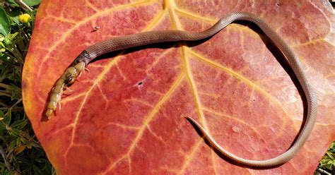 북미에서 가장 희귀한 뱀 지네 삼키다 사망