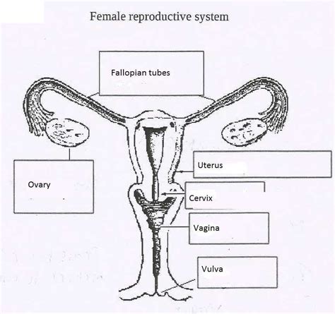 A Comprehensive Guide To Understanding The Male Reproductive System