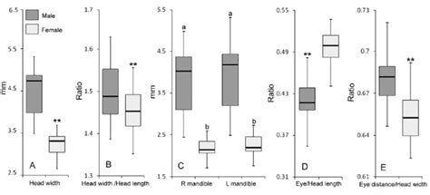 Sexual Dimorphism And Inter Individual Variation In Head Width A Download Scientific Diagram