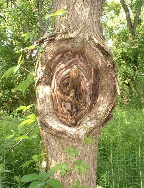 Identify And Manage Canker On Trees And Shrubs