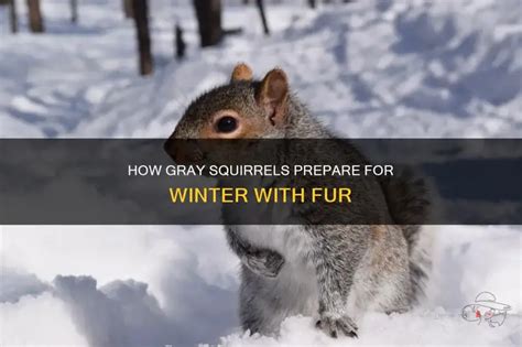 How Gray Squirrels Prepare For Winter With Fur Shunvogue