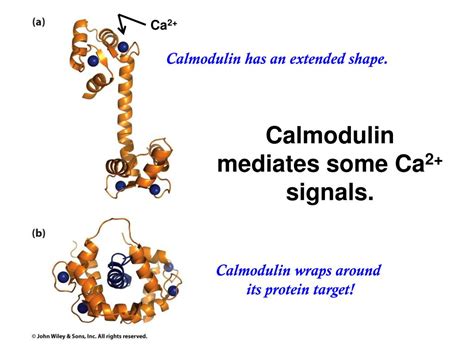 Ppt Lecture Notes For Chapter 10 Signaling Powerpoint Presentation Free Download Id 1837613