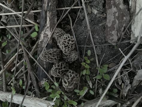 Love Finding Clusters Rmushroomhunting