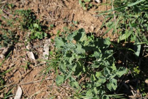 Projects Qut Centre For Robotics
