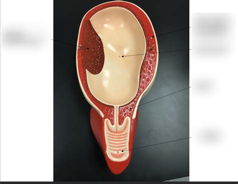 Denoyer Geppert Human Fetus Model 3 Diagram Quizlet