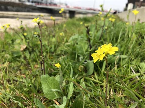 春の野の花草花の名前と画像花言葉と由来春とはいつからいつ