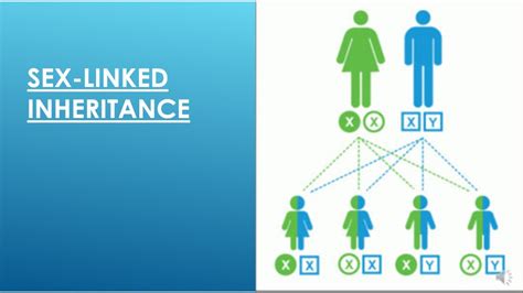 Sex Linked Inheritance Youtube