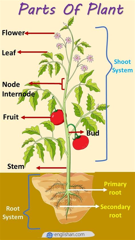 Parts Of A Plant And Their Functions