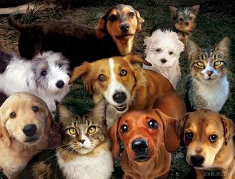 19 серпня Всесвітній день бездомних тварин