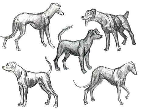 Maltese Dog Drawing At Explore Collection Of