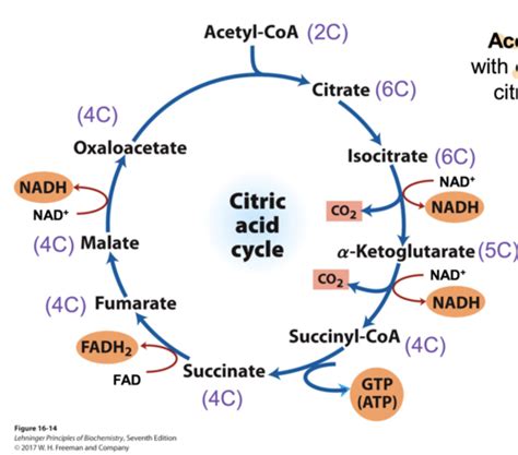 Form And Function Metabolism Glucose Flashcards Quizlet