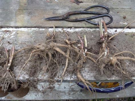 Propagation Of The Upright Sedum Varieties