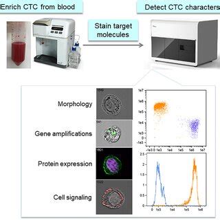 Image Of The CTC Detection System ClearCell FX Is Used For CTC Download Scientific Diagram