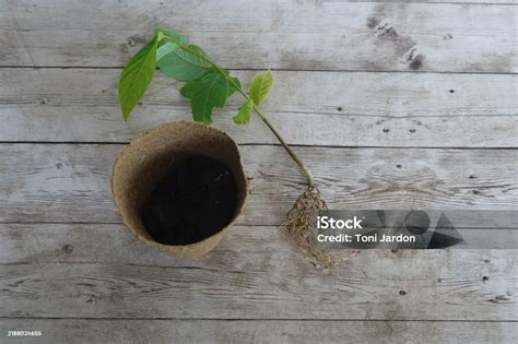 커스터드 사과 나무 표면의 빈 생분해 성 냄비 옆에 뿌리가 보이는 묘목 0명에 대한 스톡 사진 및 기타 이미지 Istock