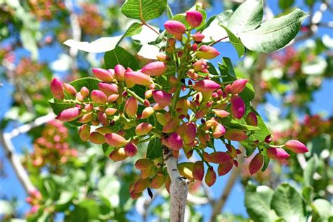 Pistachio Tree Growing And Care Guide